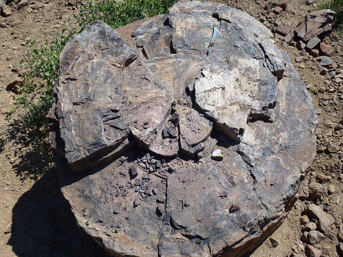 Fossil Forest Trailhead | Natural Atlas