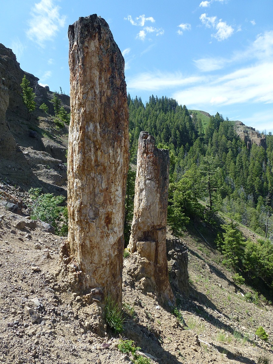 Fossil Forest Trailhead | Natural Atlas
