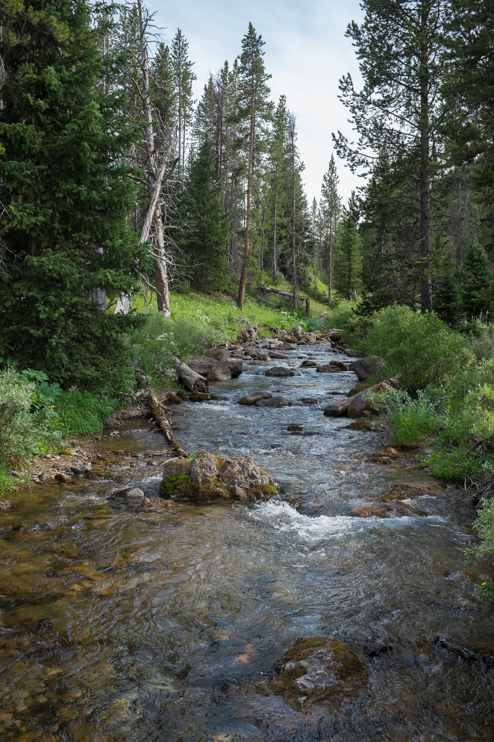 Bacon Rind Creek | Natural Atlas