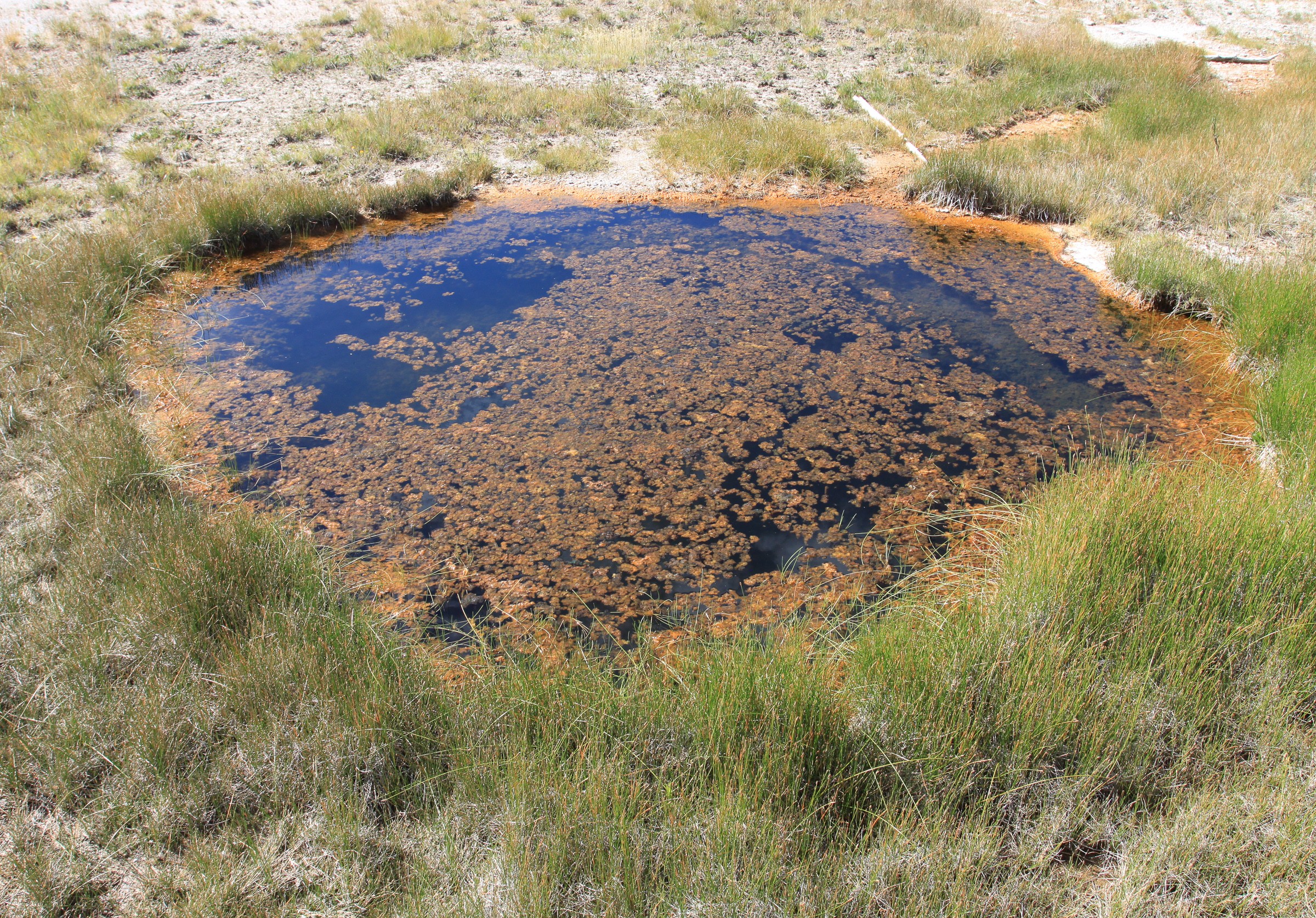 Liberty Pool | Natural Atlas