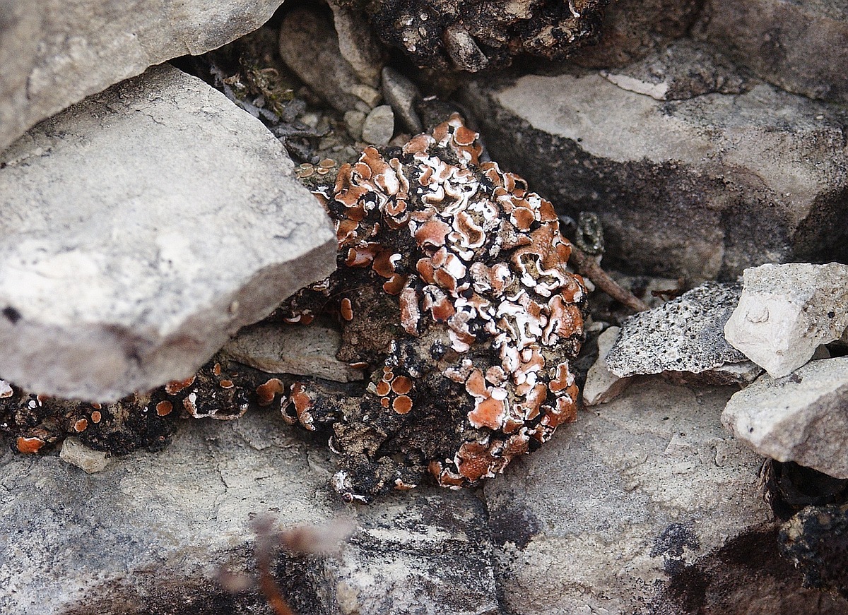 Psora decipiens | Natural Atlas