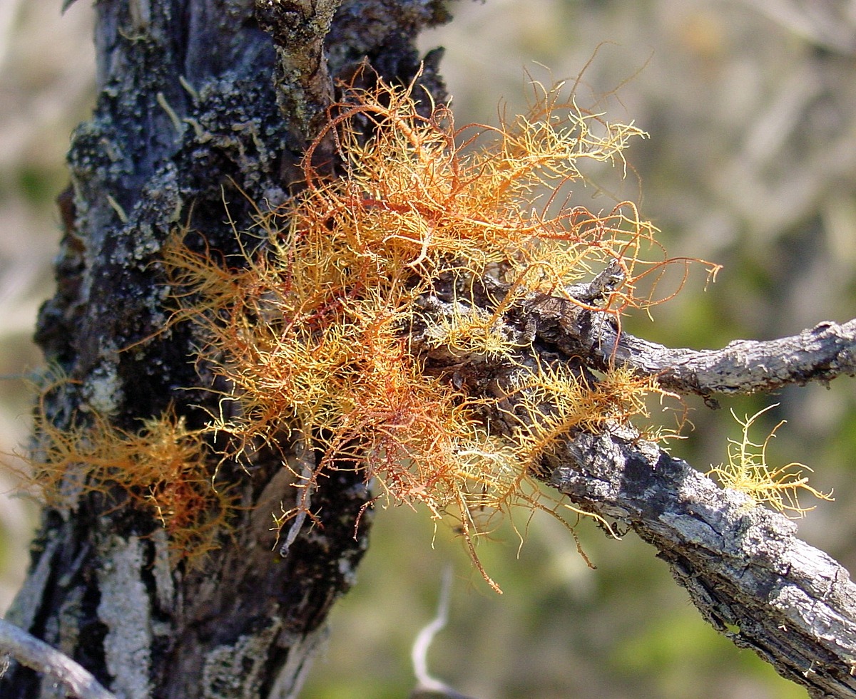 Usnea rubicunda | Natural Atlas