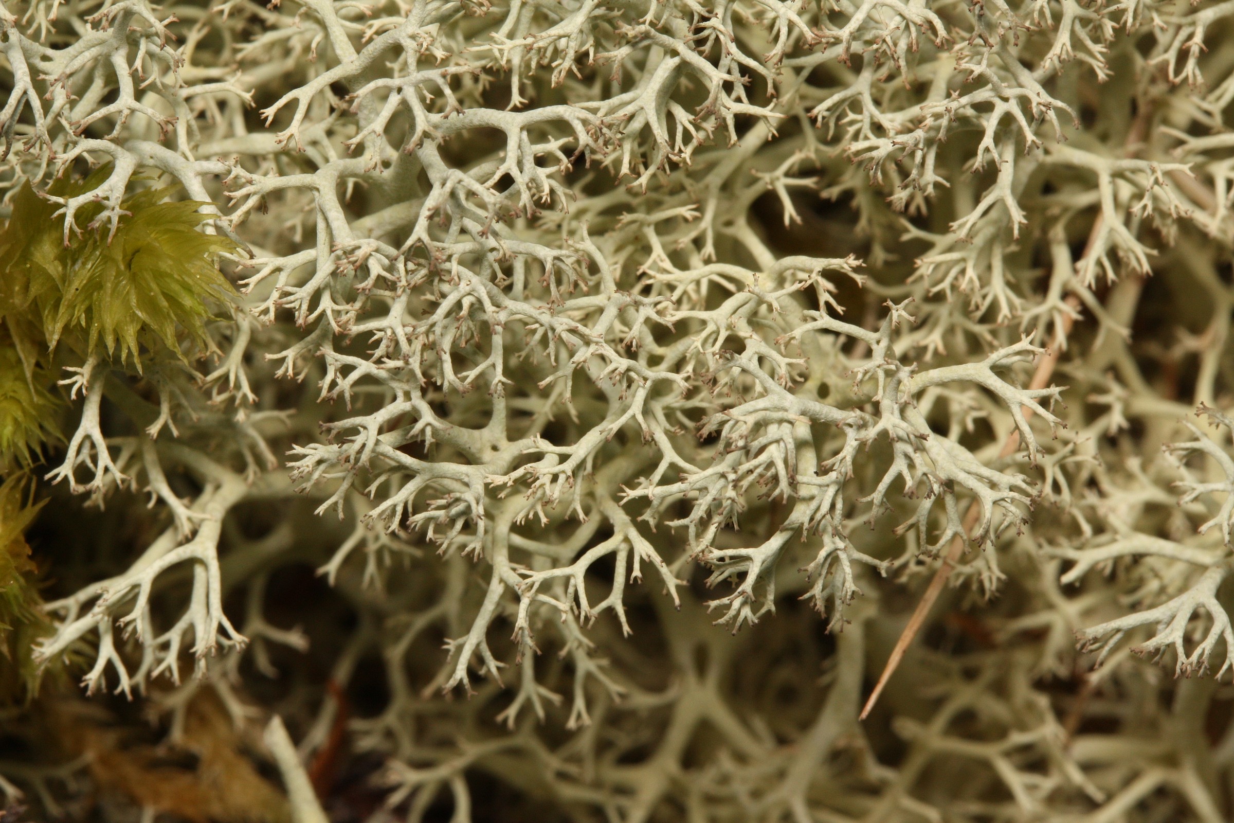 Cladonia portentosa | Natural Atlas