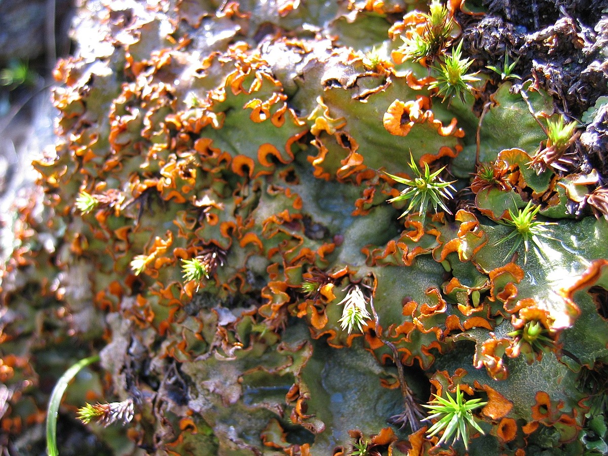 Solorina crocea | Natural Atlas