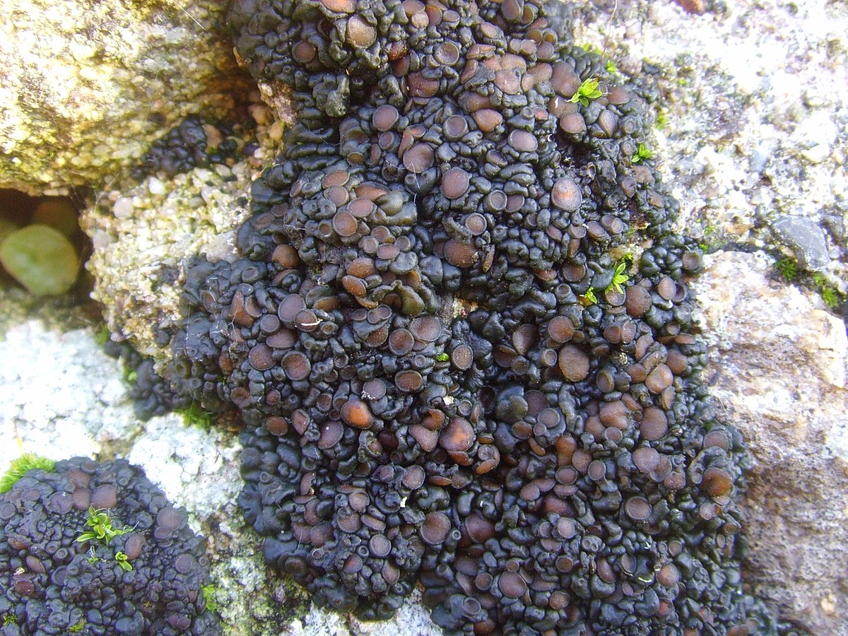 Collema tenax | Natural Atlas