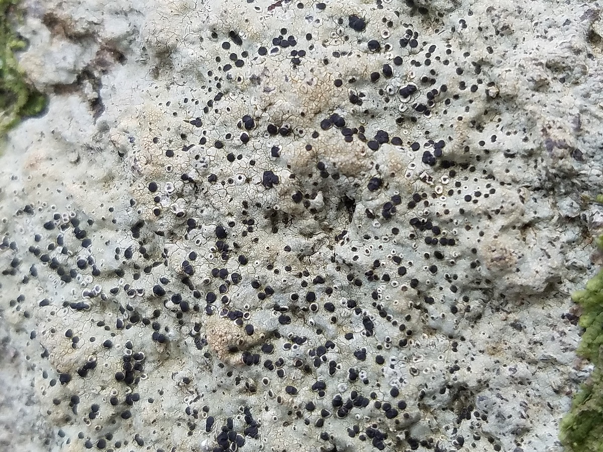 Buellia mamillana | Natural Atlas