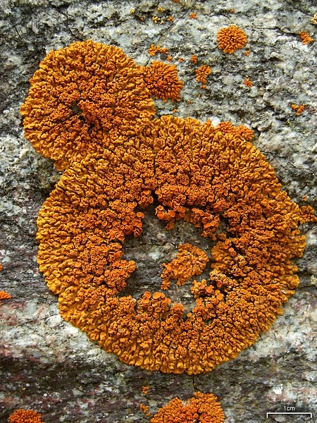 Caloplaca trachyphylla | Natural Atlas