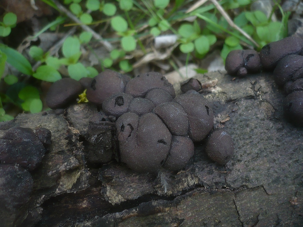 Daldinia | Natural Atlas