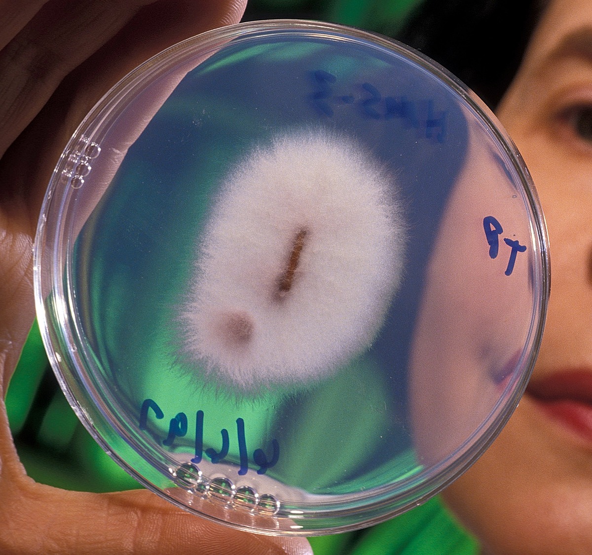 Fusarium oxysporum | Natural Atlas