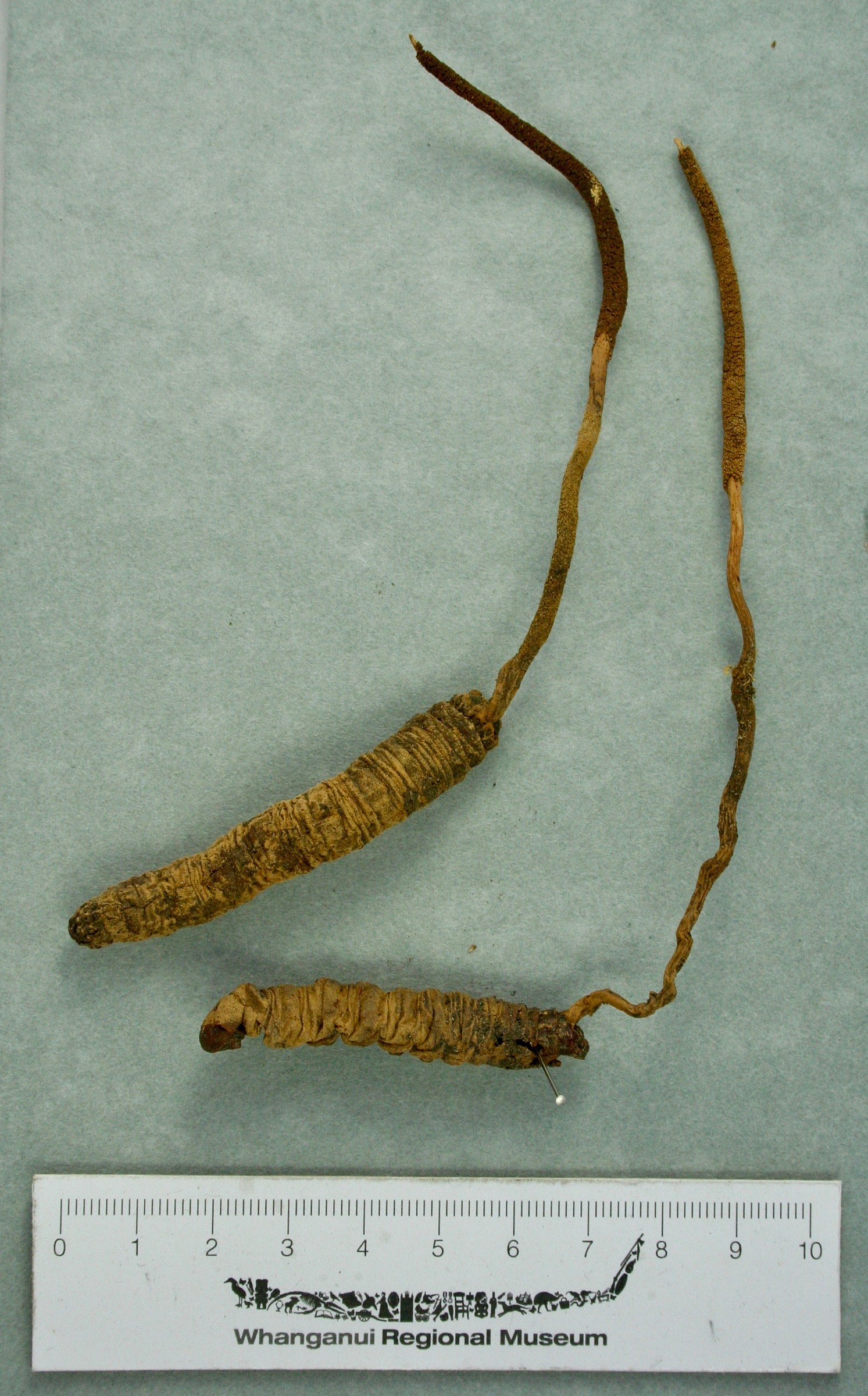 Ophiocordyceps robertsii | Natural Atlas