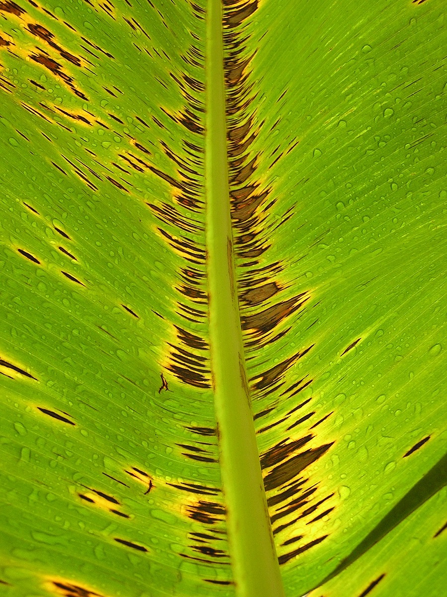 Mycosphaerella | Natural Atlas