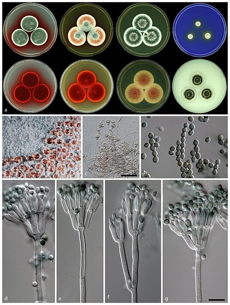 Talaromyces | Natural Atlas