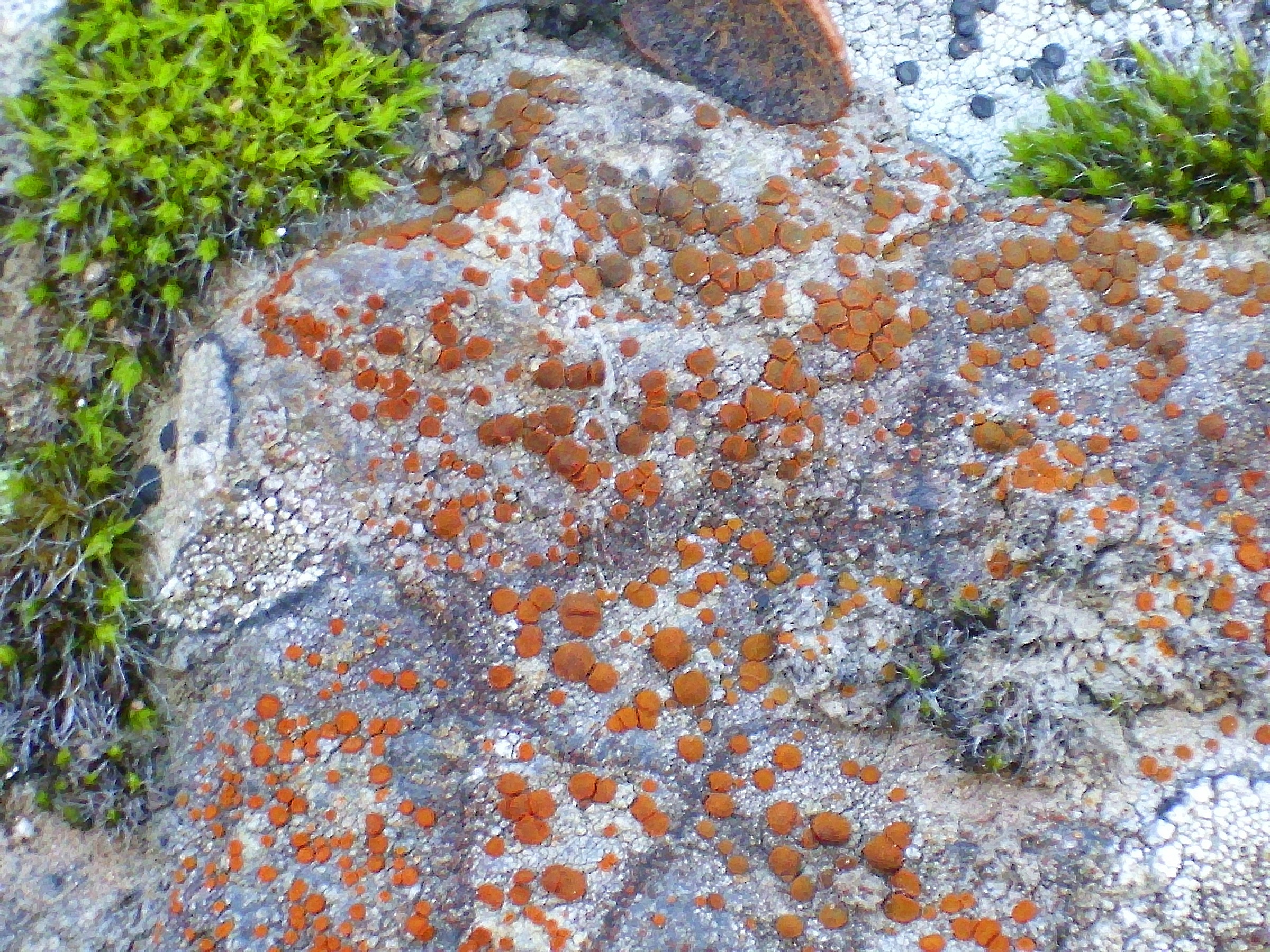 Arthoniaceae | Natural Atlas