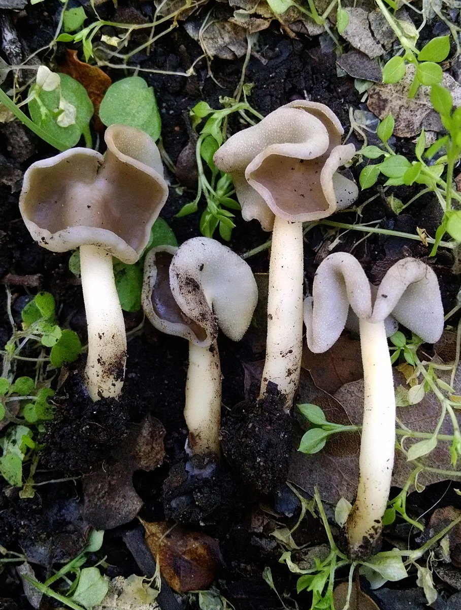 Helvella compressa | Natural Atlas