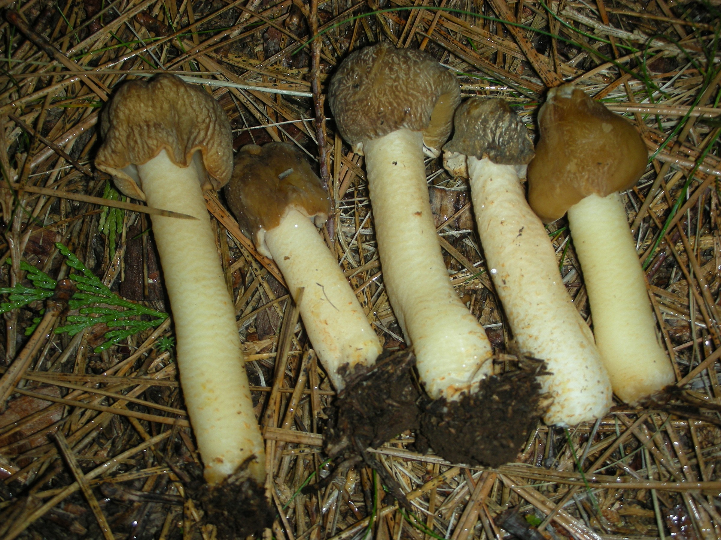 Verpa conica | Natural Atlas