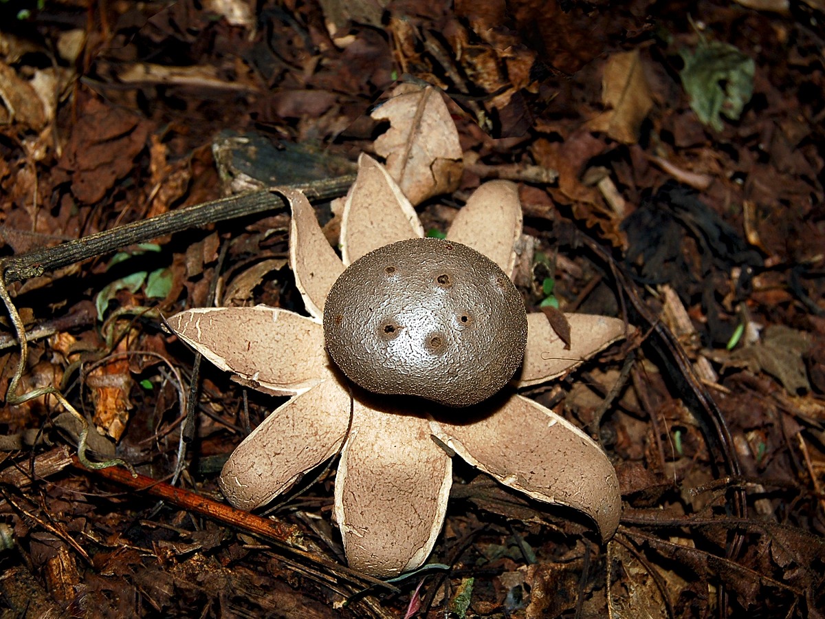 Myriostoma coliforme | Natural Atlas
