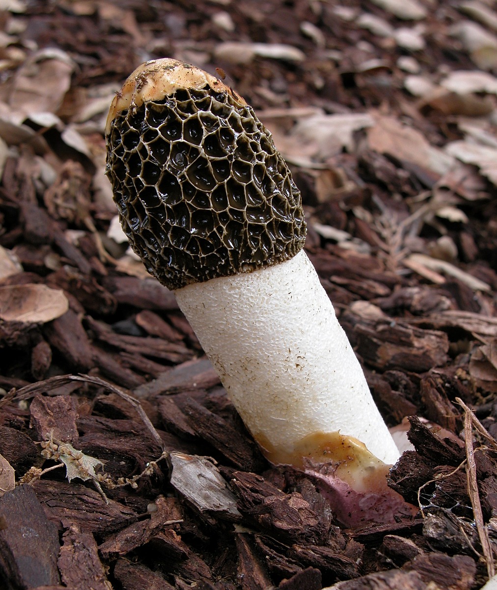 Phallus hadriani | Natural Atlas