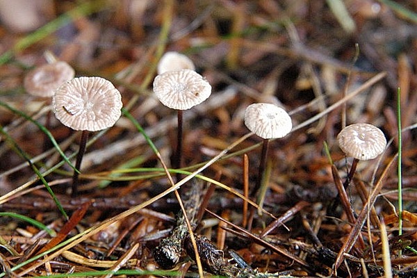 Gymnopus perforans | Natural Atlas