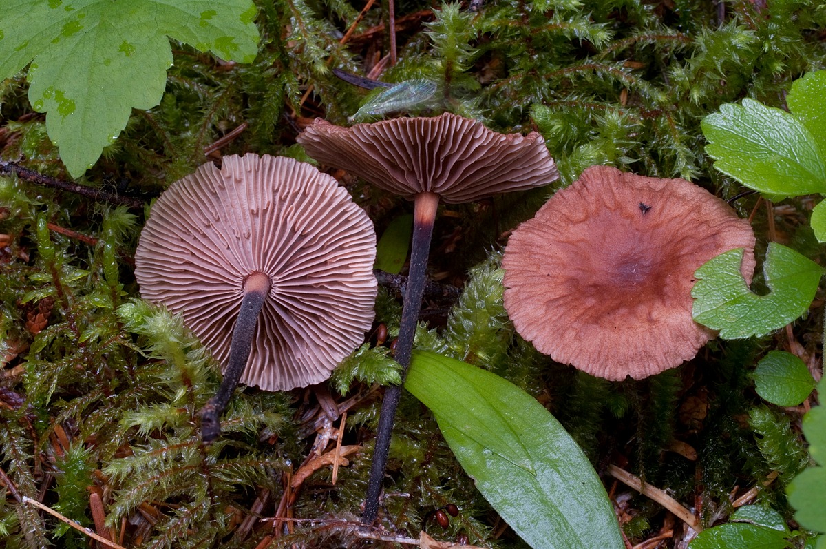 Gymnopus perforans | Natural Atlas