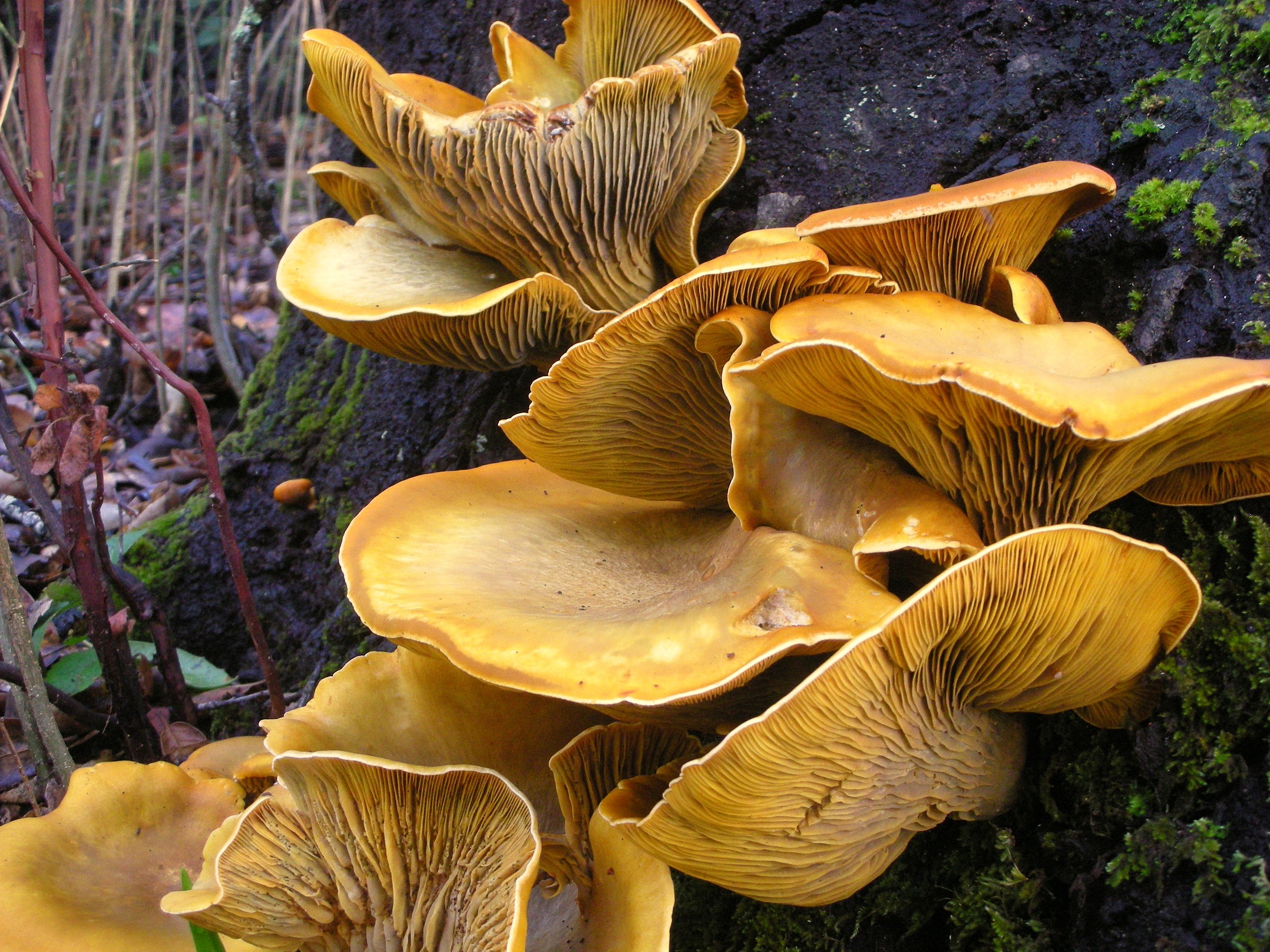 Omphalotus olivascens | Natural Atlas