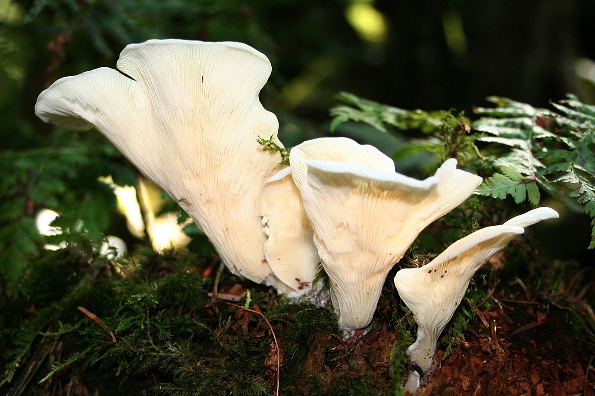 Angel’s Wings Mushroom | Natural Atlas