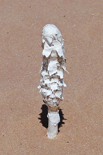Podaxis pistillaris | Natural Atlas