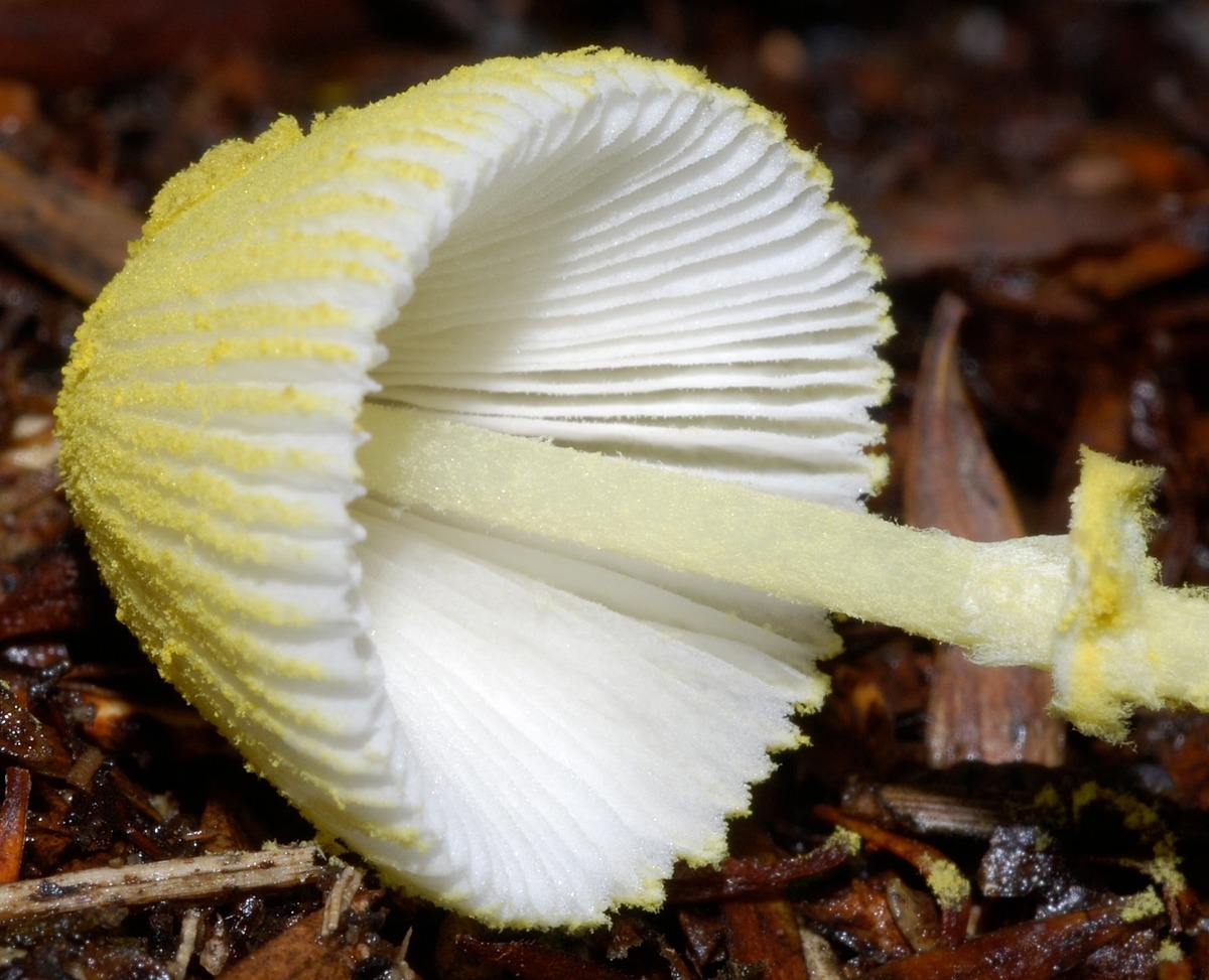 Leucocoprinus fragilissimus | Natural Atlas