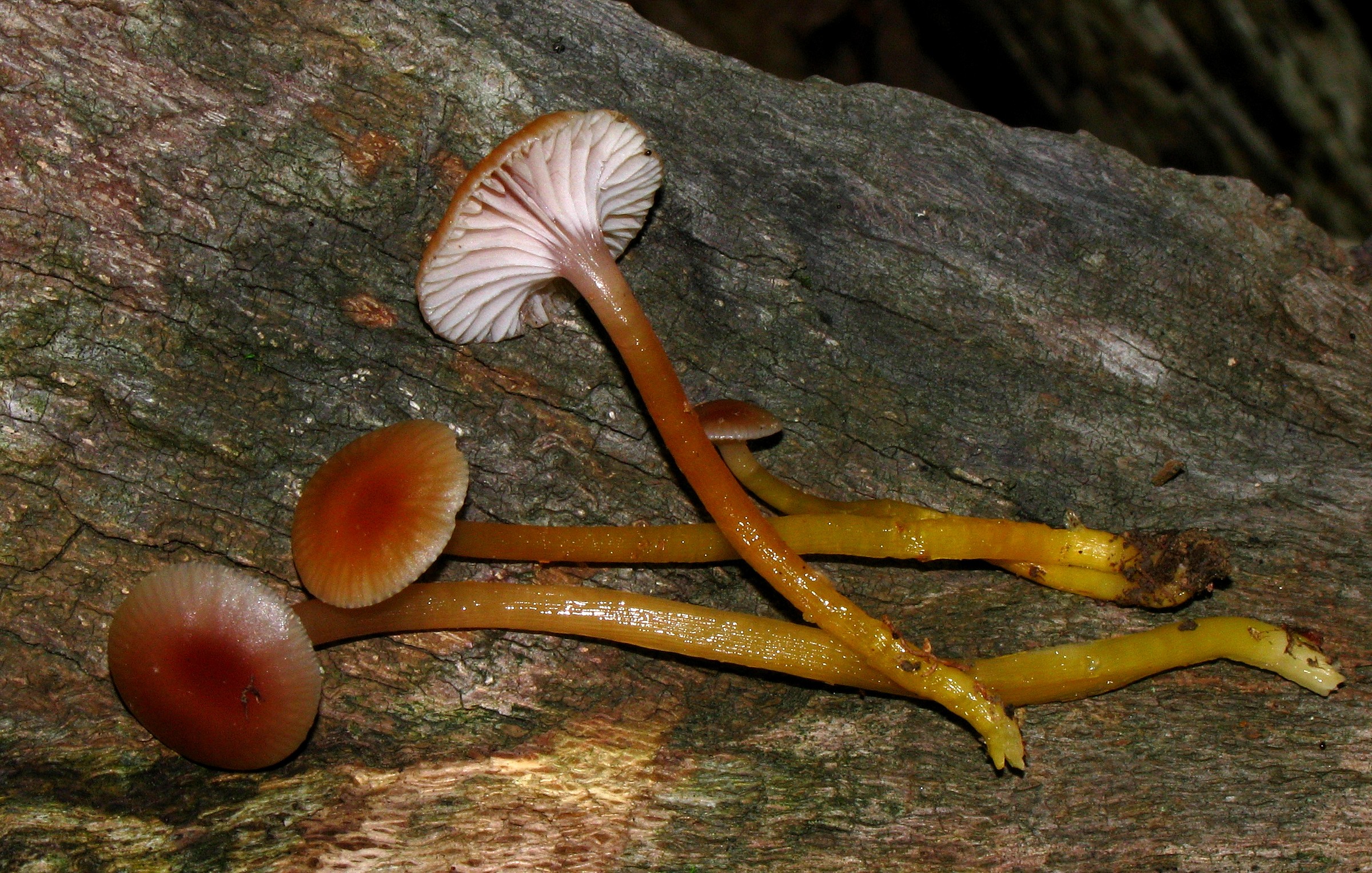 Gliophorus laetus | Natural Atlas