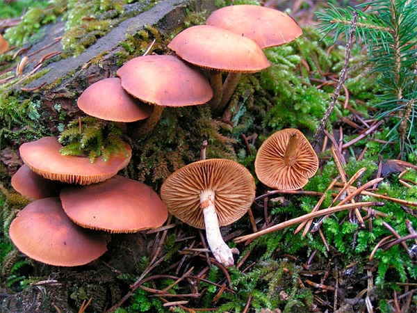 Galerina marginata | Natural Atlas