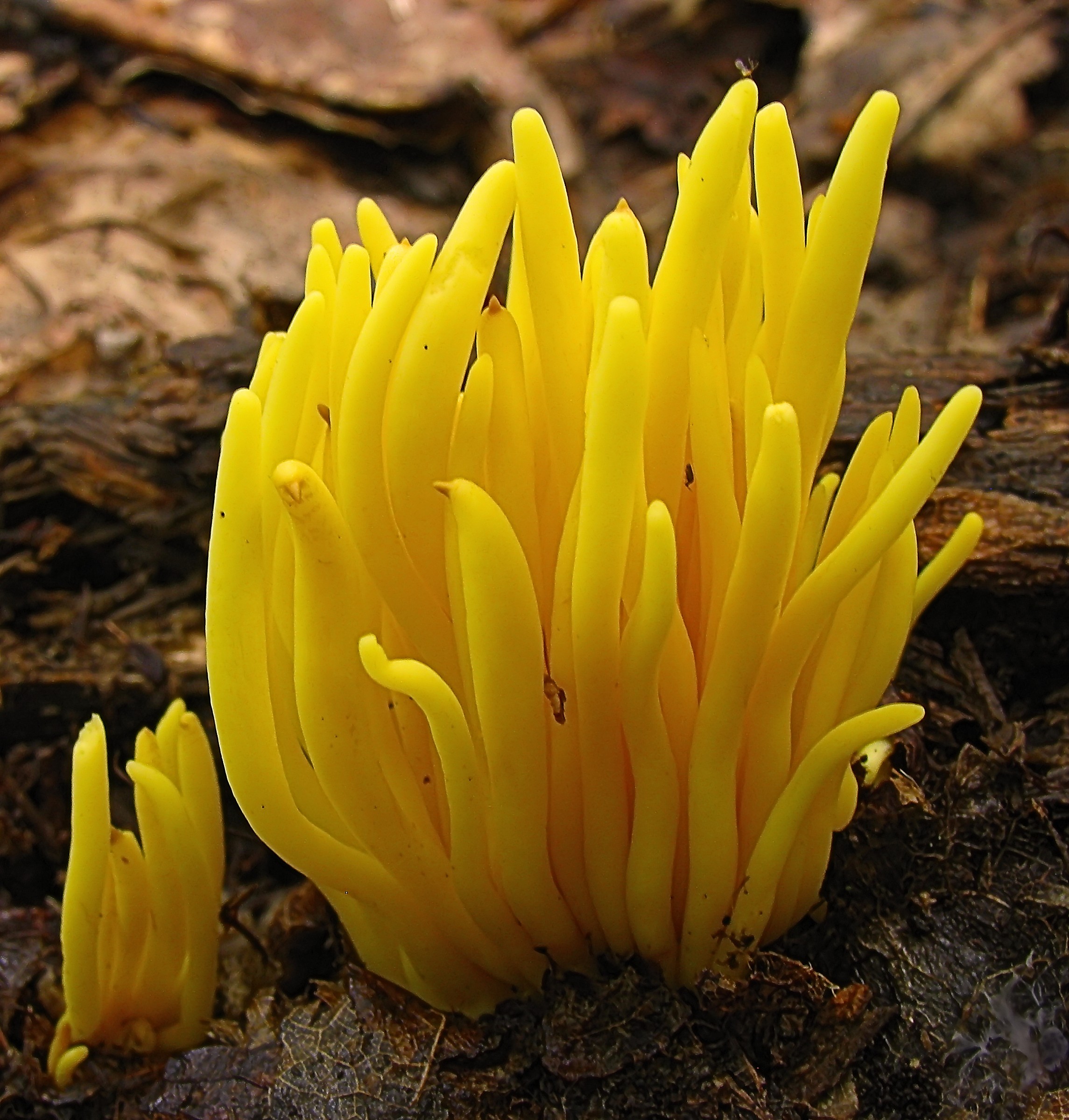 Clavulinopsis fusiformis | Natural Atlas