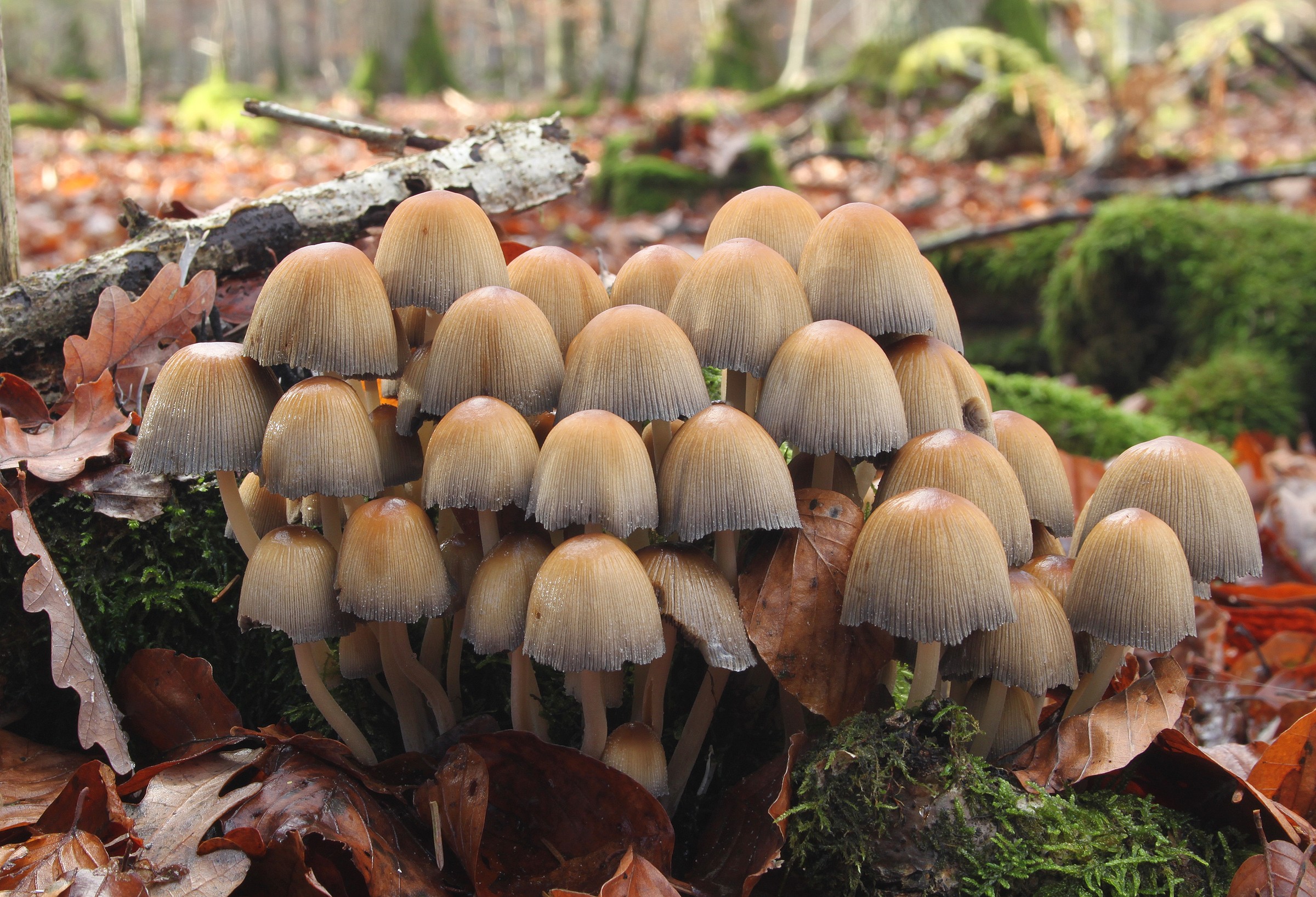 Coprinellus micaceus | Natural Atlas