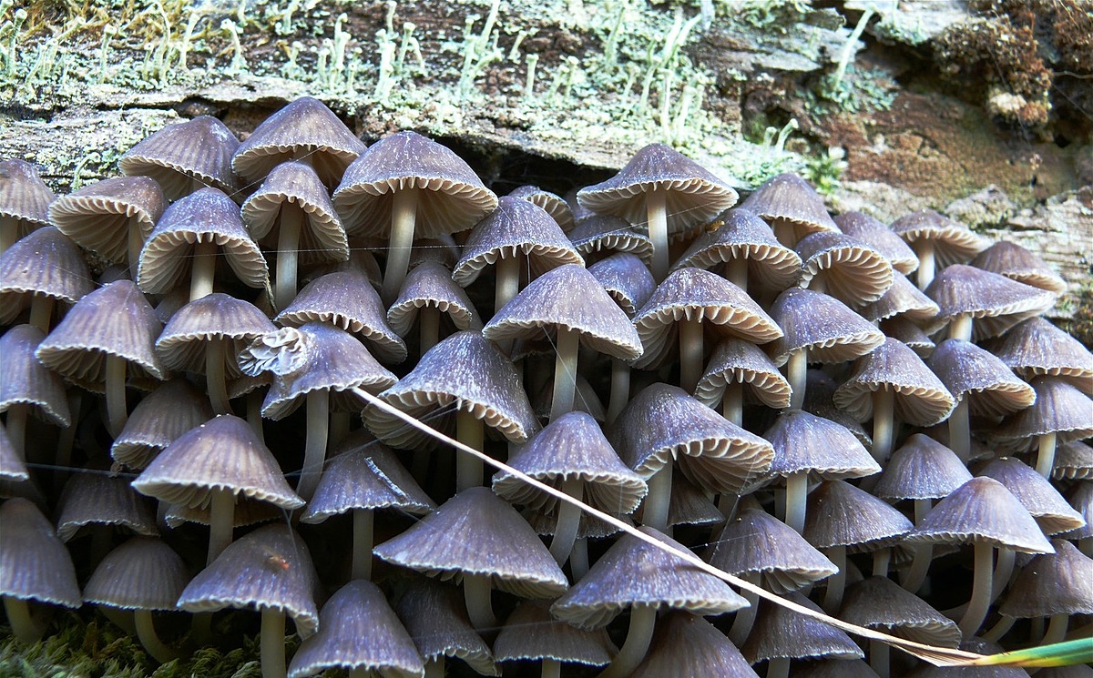 Coprinellus disseminatus | Natural Atlas