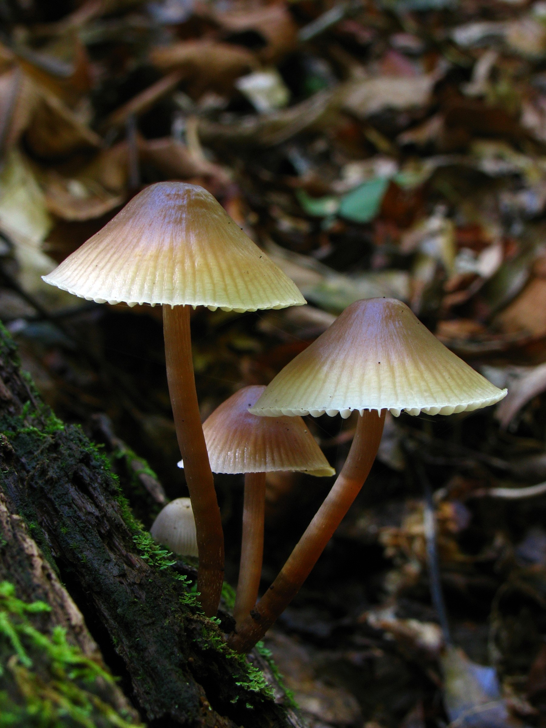 Mycena galericulata | Natural Atlas