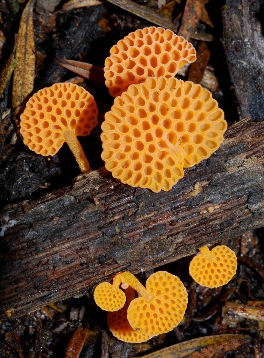 Favolaschia calocera | Natural Atlas
