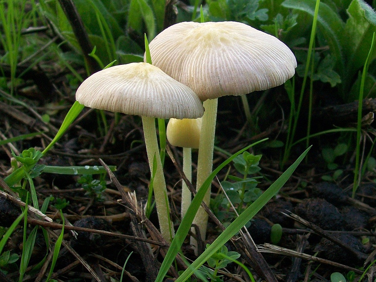 Bolbitius | Natural Atlas