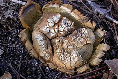 Scleroderma polyrhizum | Natural Atlas