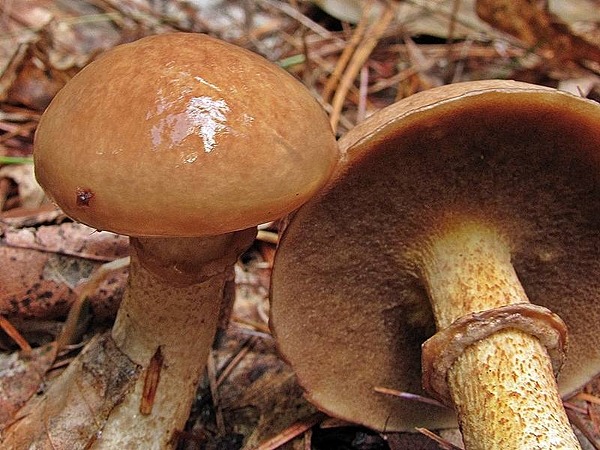 Suillus acidus | Natural Atlas