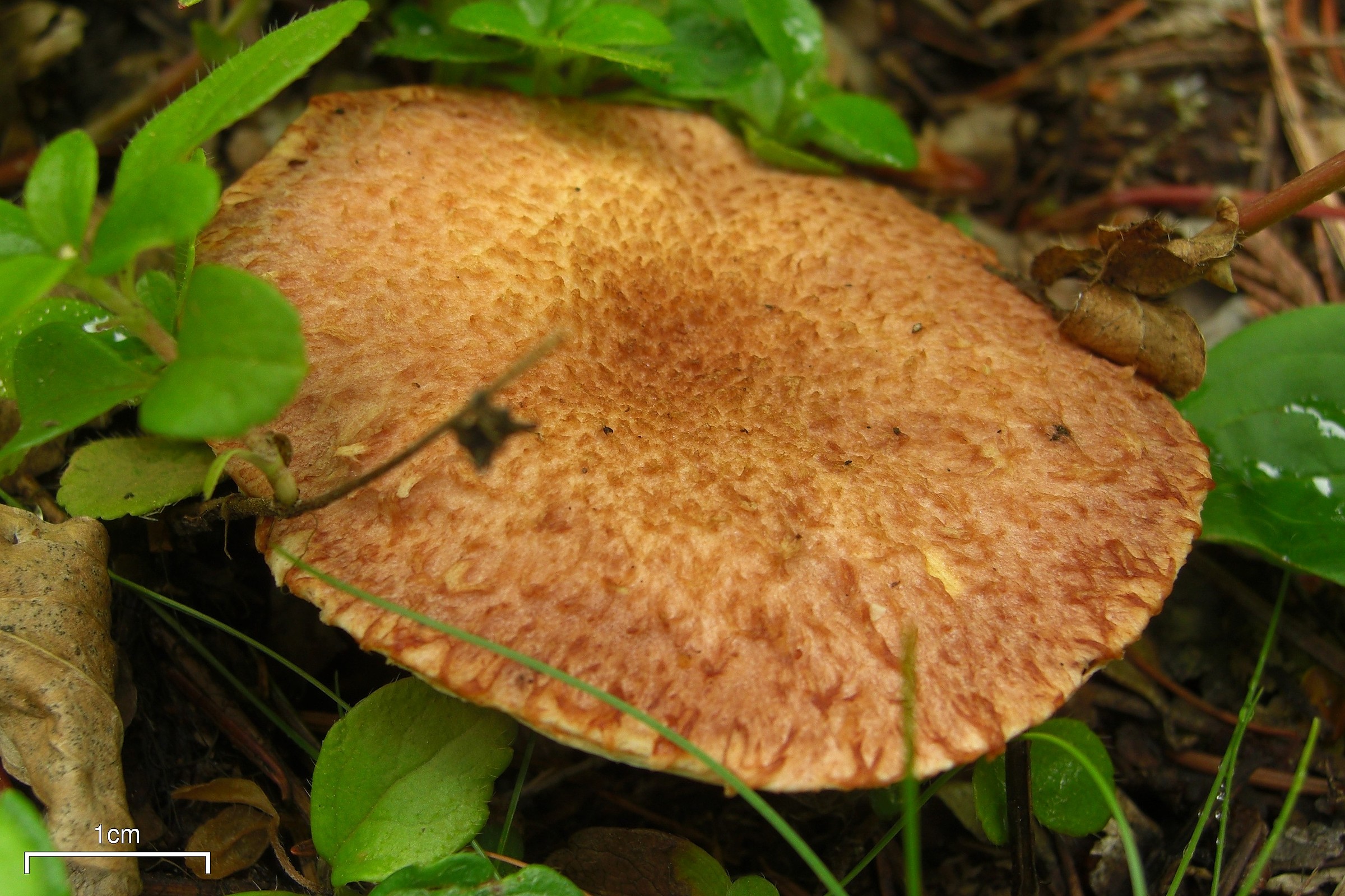 Suillus lakei | Natural Atlas