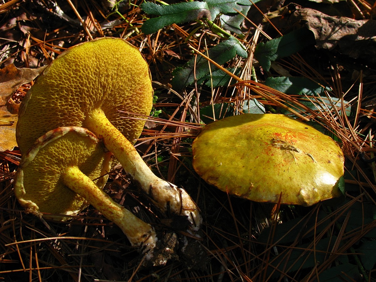 Suillus americanus | Natural Atlas