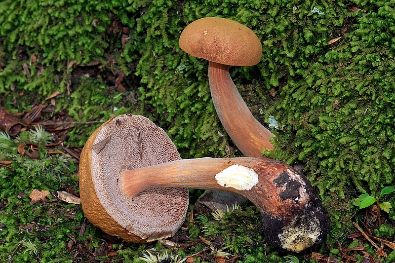 Austroboletus gracilis | Natural Atlas