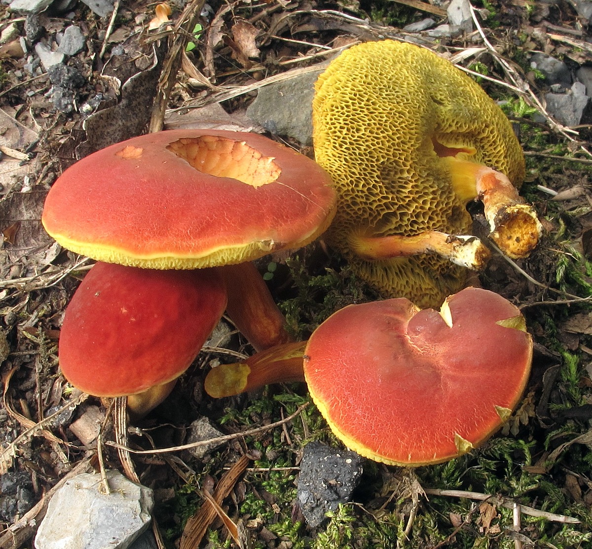 Hortiboletus | Natural Atlas