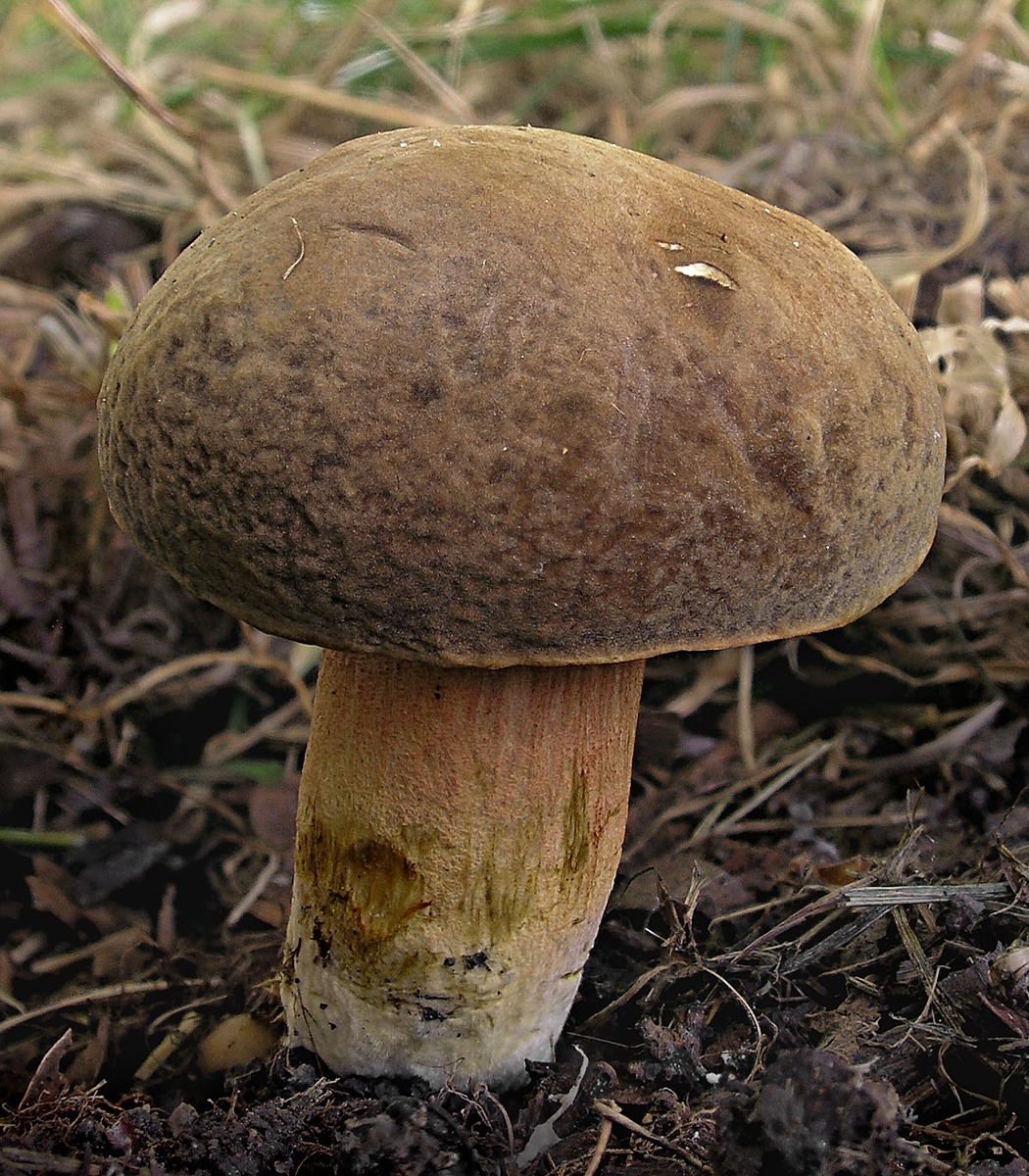 Hortiboletus engelii | Natural Atlas