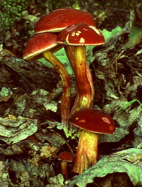 Hortiboletus | Natural Atlas