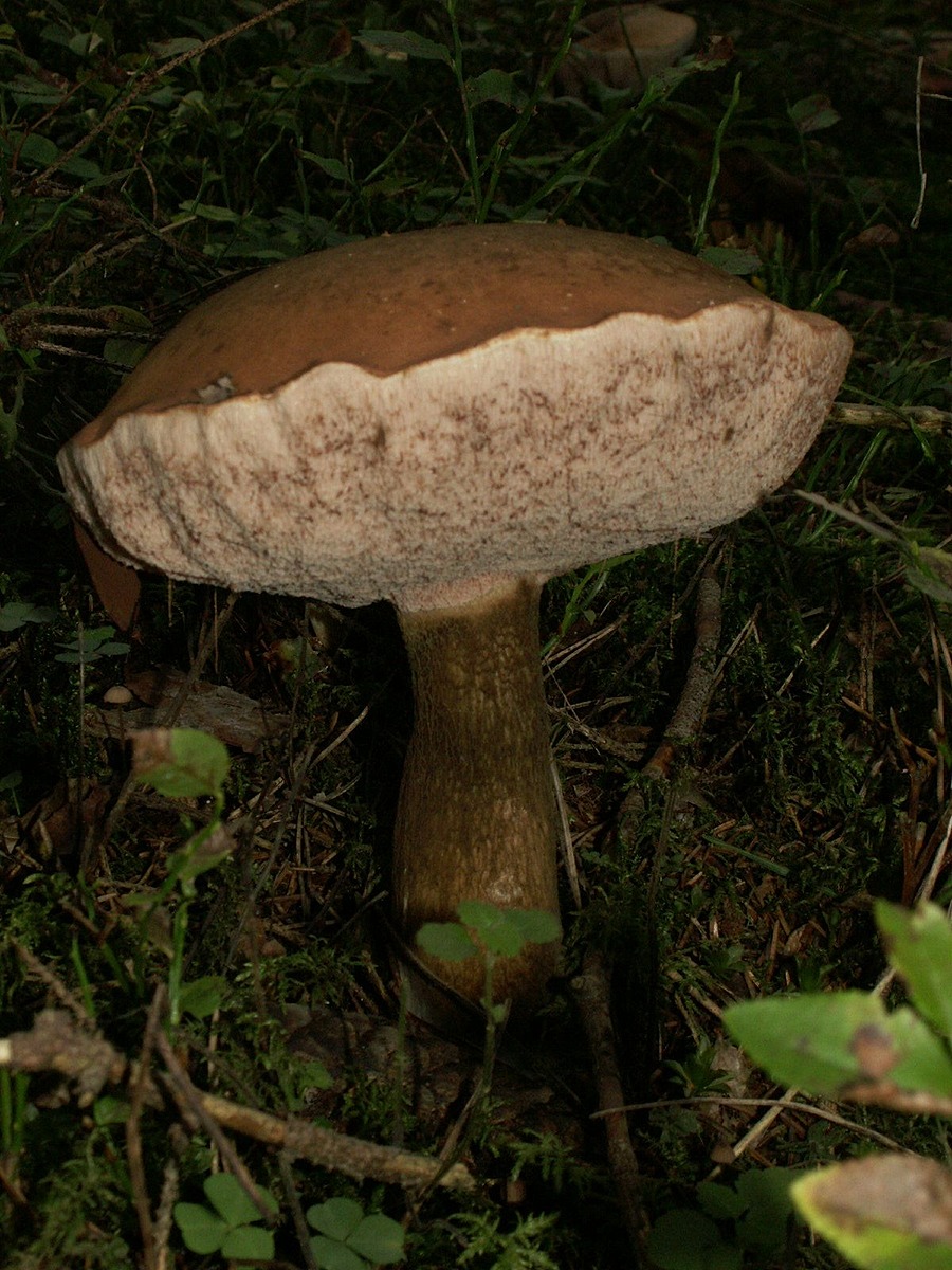 Tylopilus felleus | Natural Atlas