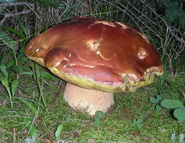 Boletus rubriceps | Natural Atlas