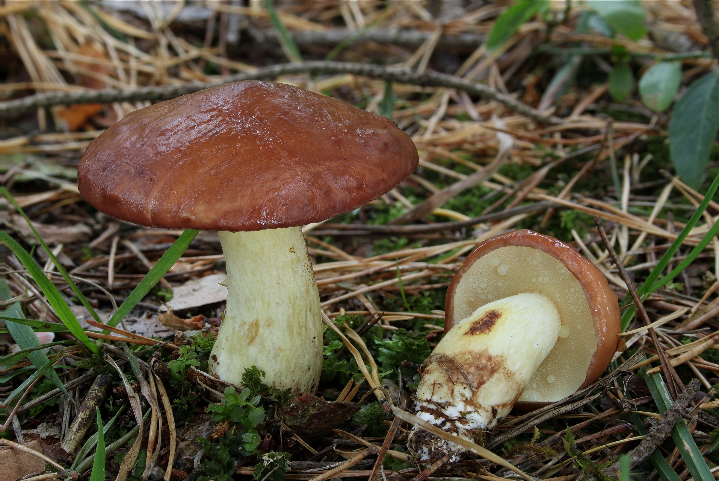 Suillus granulatus | Natural Atlas