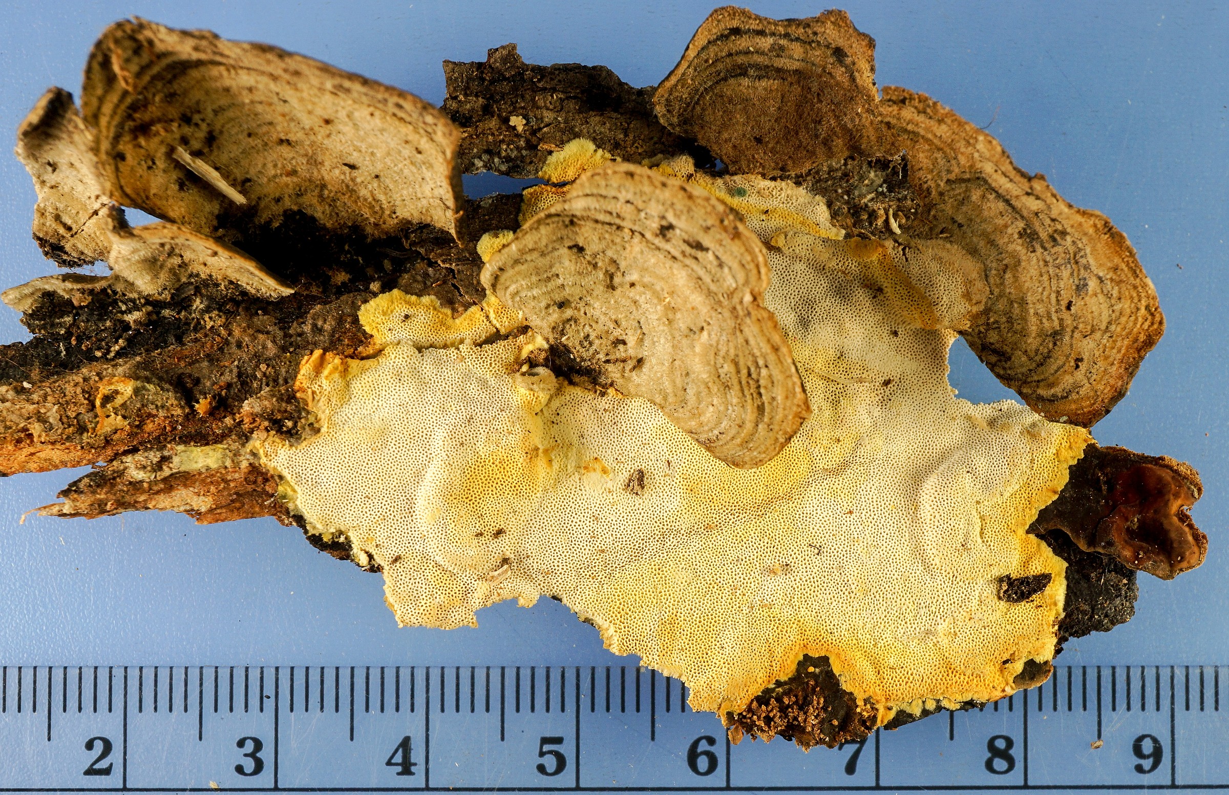 Perenniporia | Natural Atlas