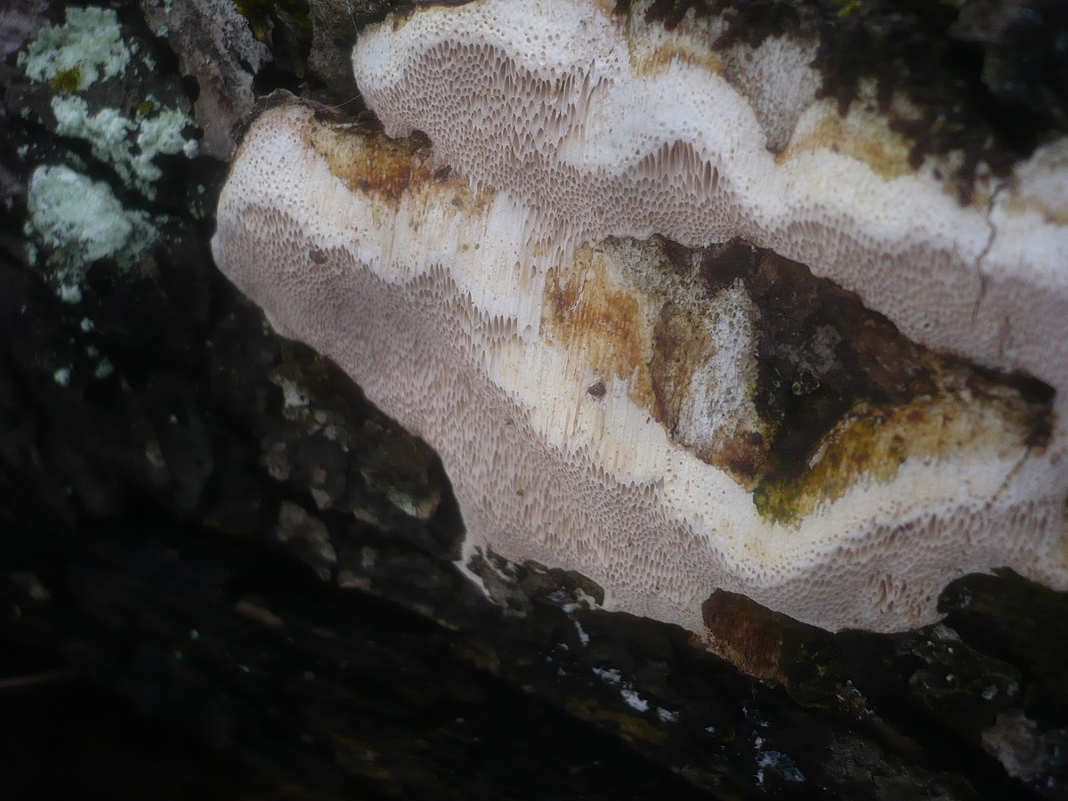 Perenniporia | Natural Atlas