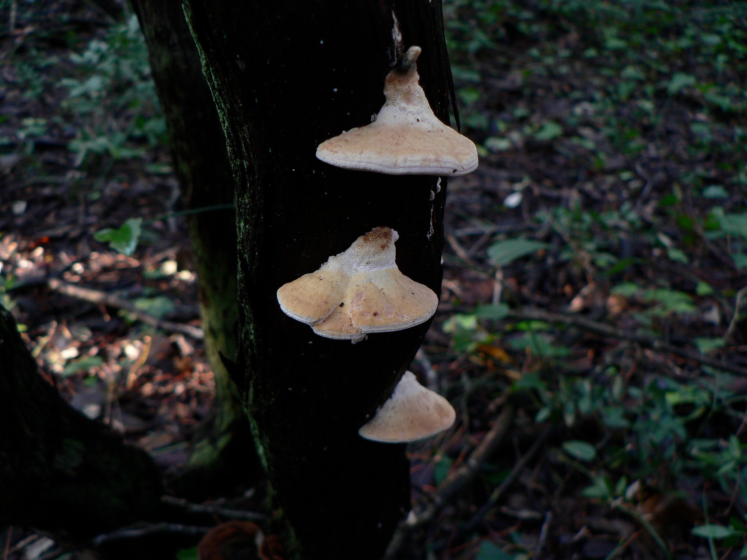 Perenniporia | Natural Atlas