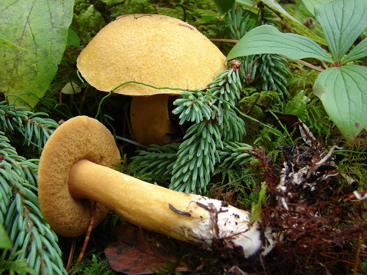 Suillus tomentosus | Natural Atlas